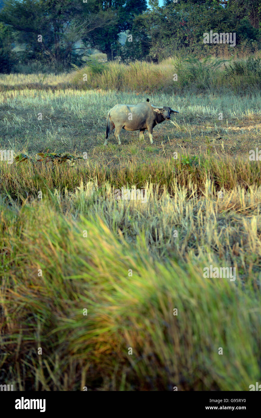 a buffalo near the city of Amnat Charoen in the Provinz Amnat Charoen ...