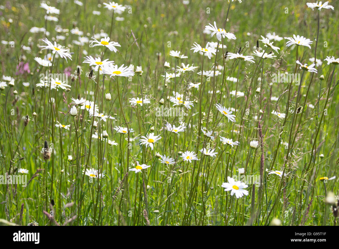 Daisies growing wild Stock Photo - Alamy