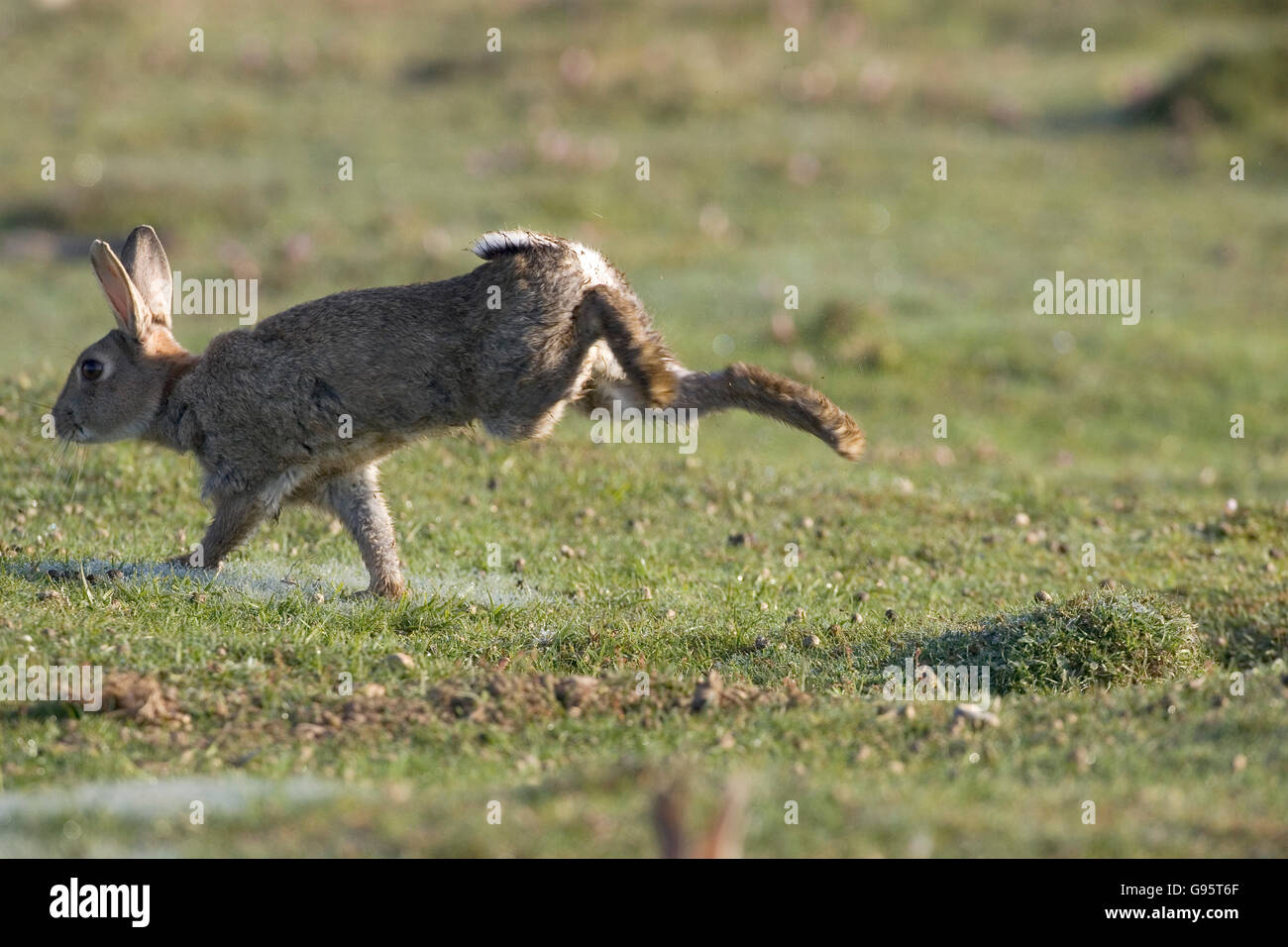 Rabbit Oryctolagus cuniculus adult running New Forest National Park ...