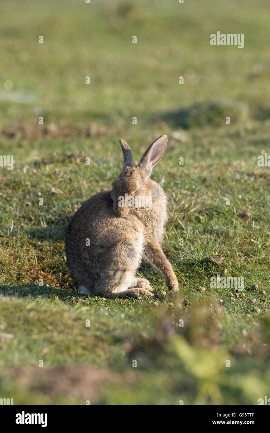 Rabbit Oryctolagus cuniculus female grooming New Forest National Park ...