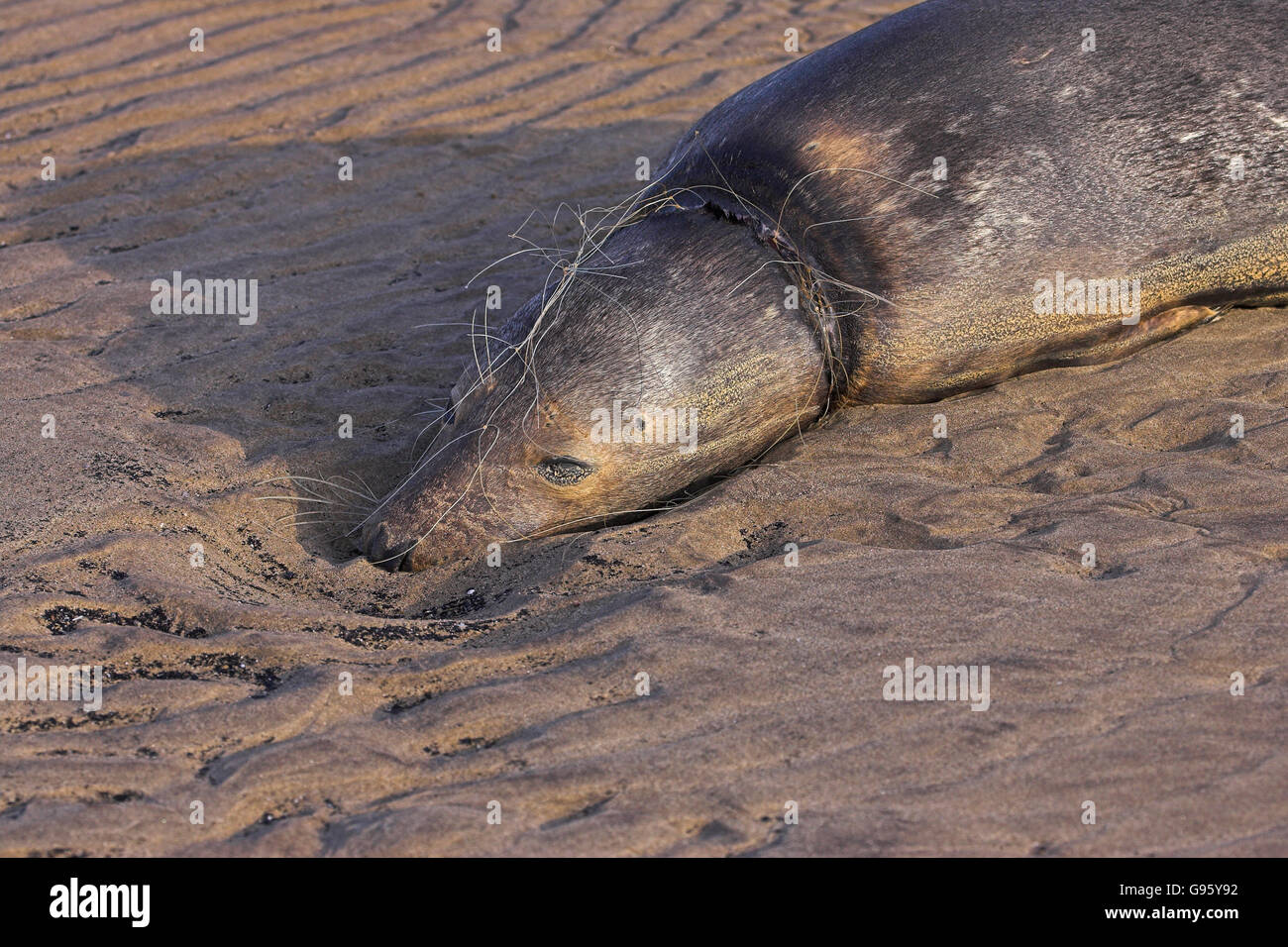 Atlantic grey seal Halichoerus grypus killed by fishing net Donna Nook ...