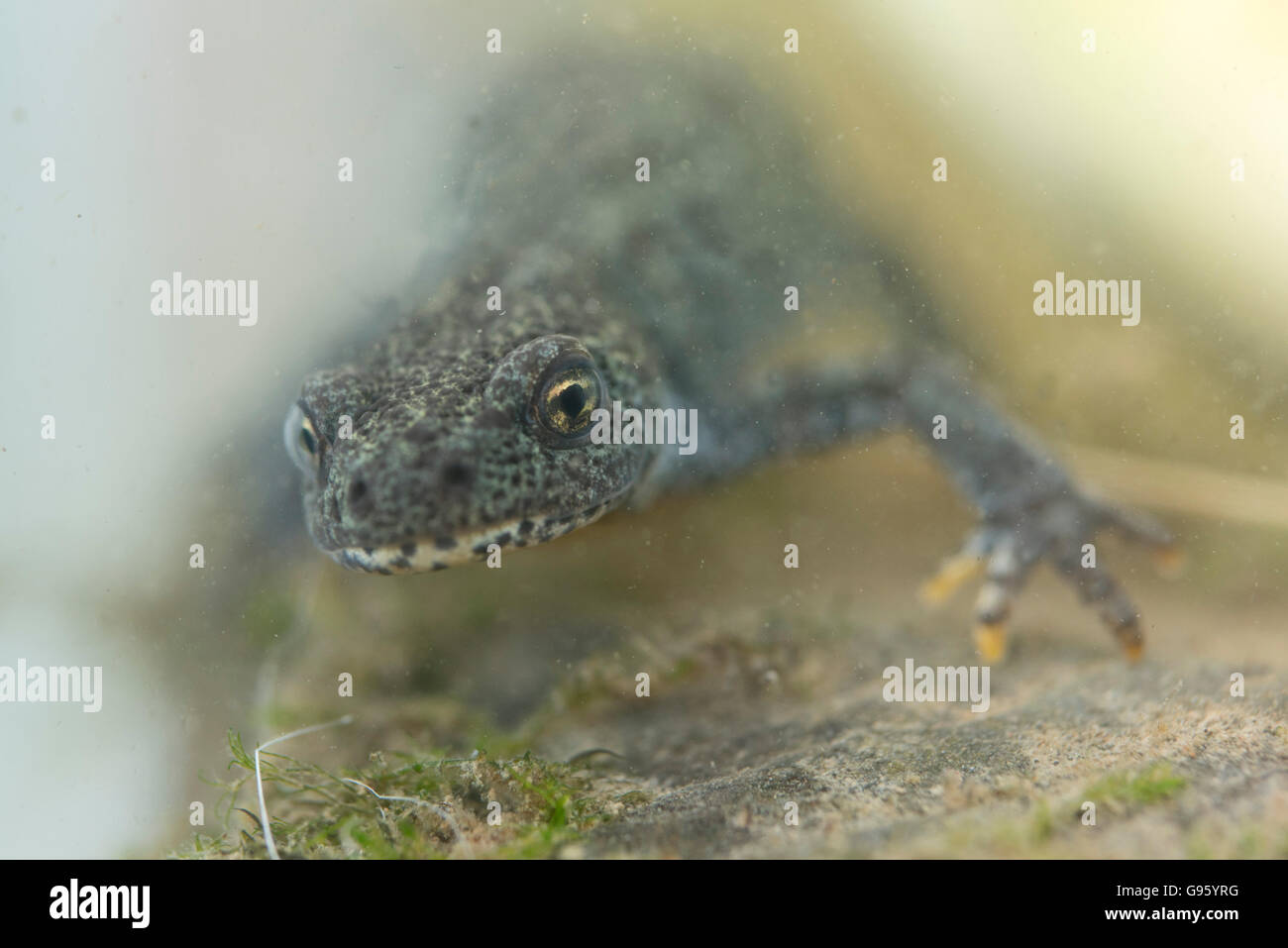Female Alpine Newt Stock Photo - Alamy