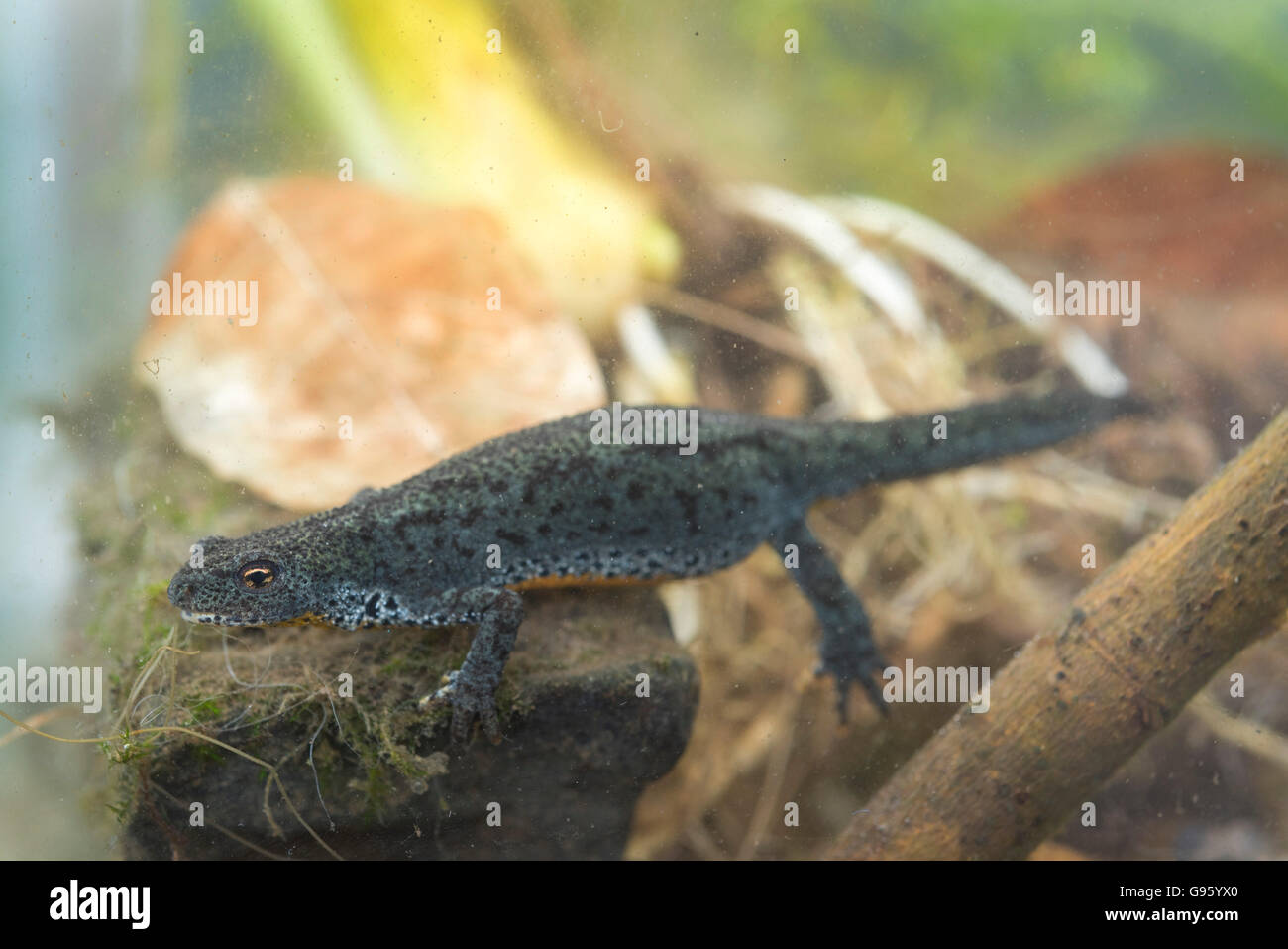 Female Alpine Newt Stock Photo - Alamy