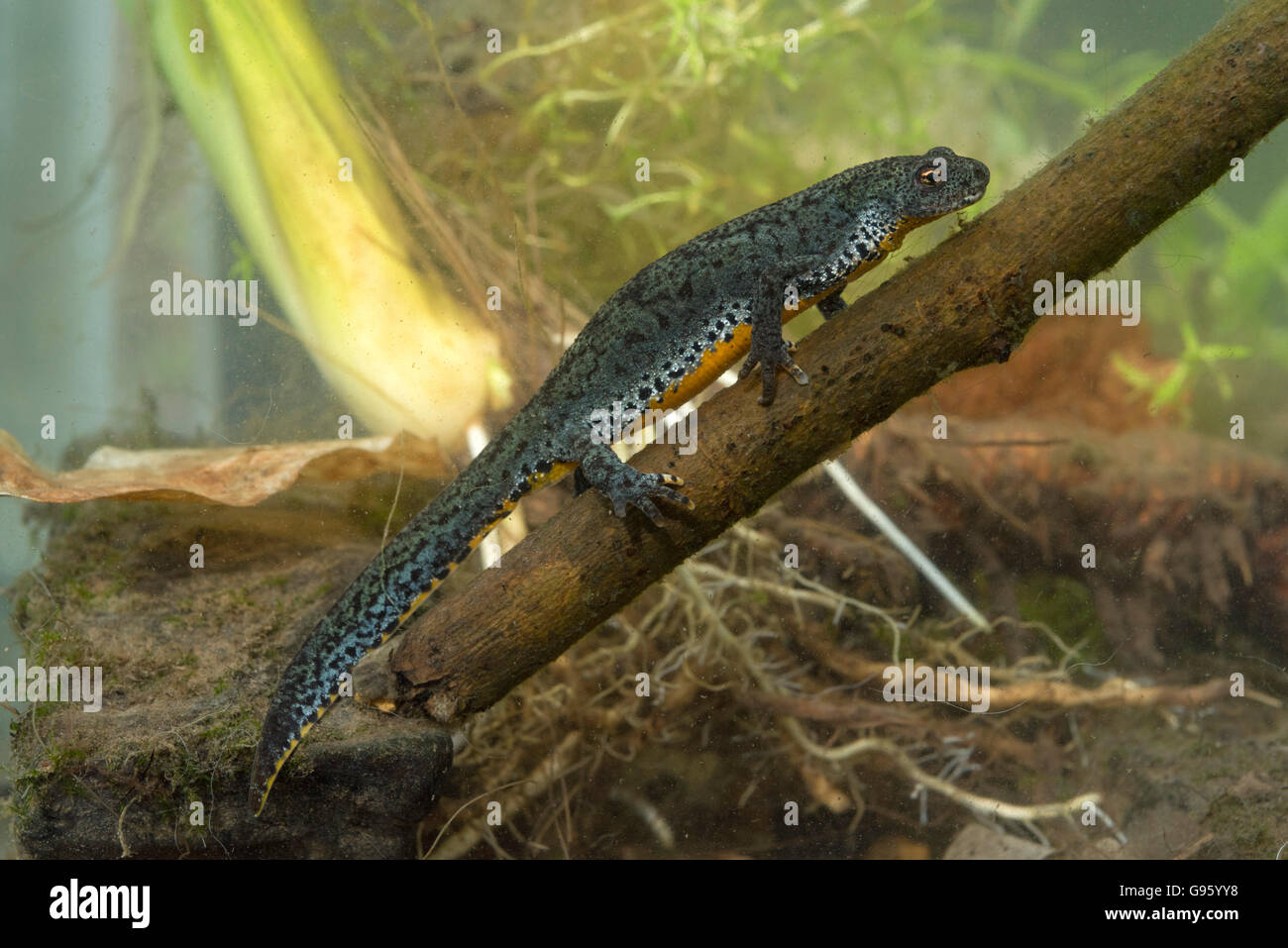 Female newt hi-res stock photography and images - Alamy
