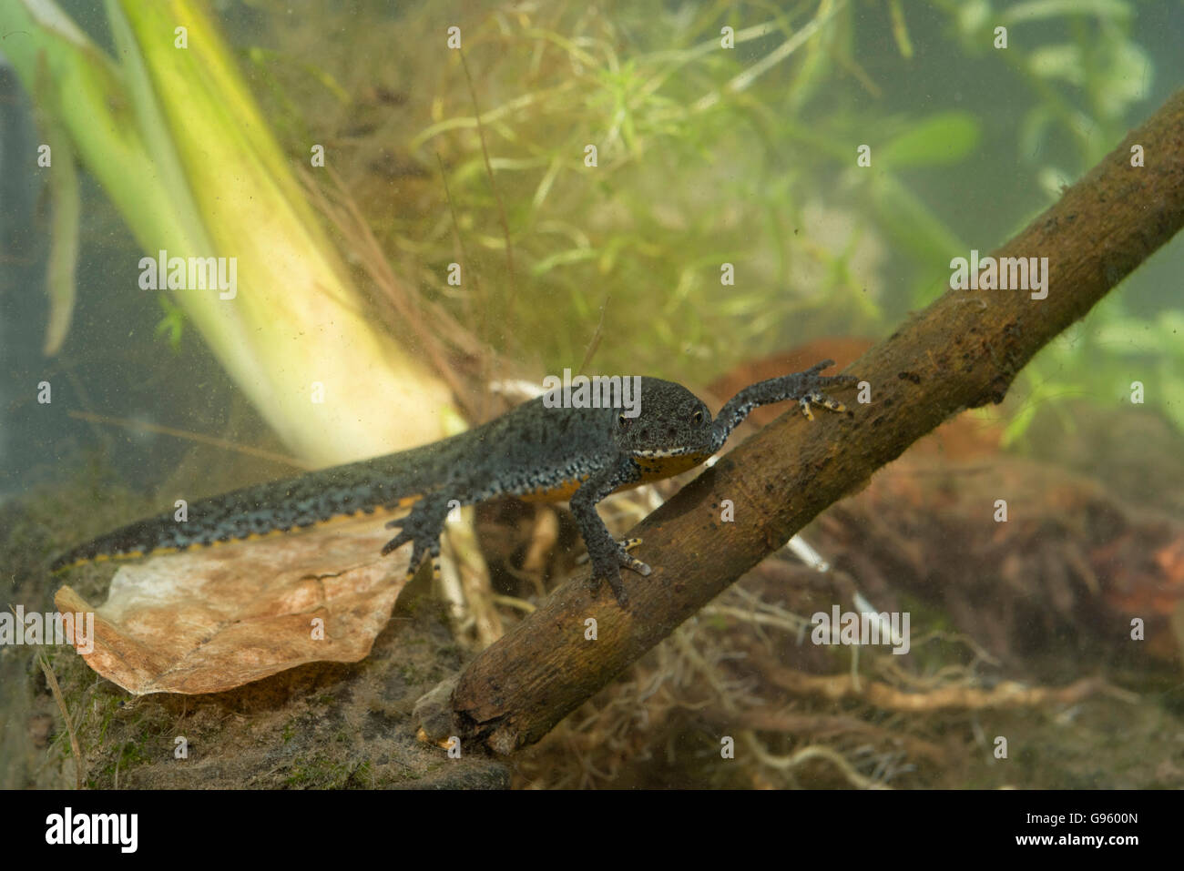 Female Alpine Newt Stock Photo - Alamy
