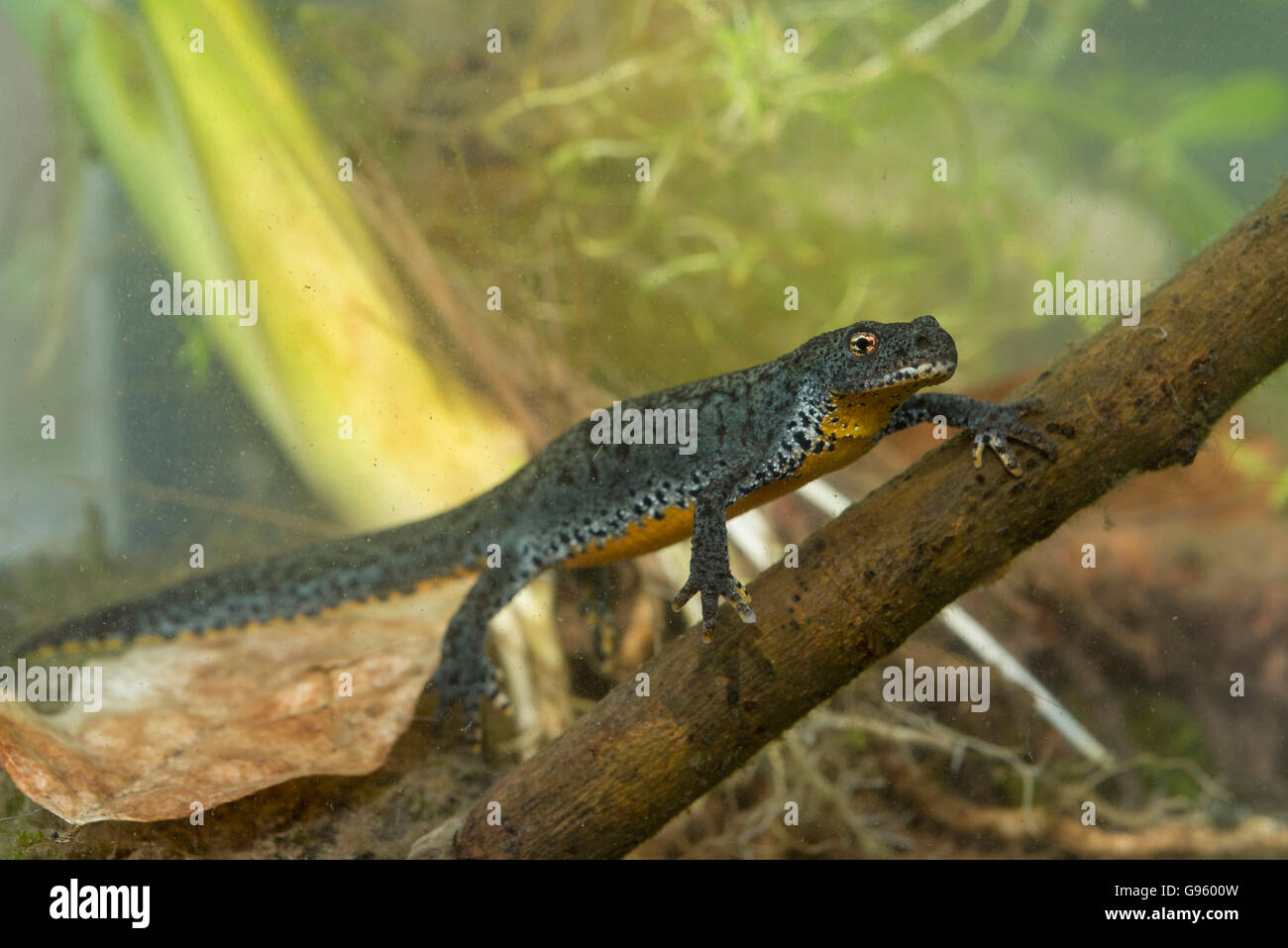 Female newt hi-res stock photography and images - Alamy
