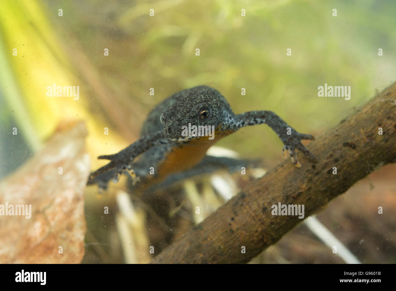 Alpine newt hi-res stock photography and images - Alamy