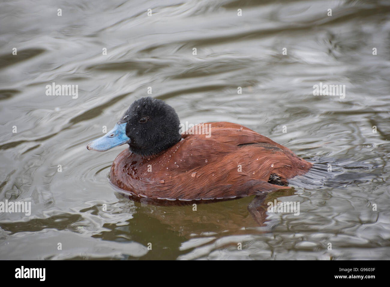 argintine ruddy duck Stock Photo - Alamy