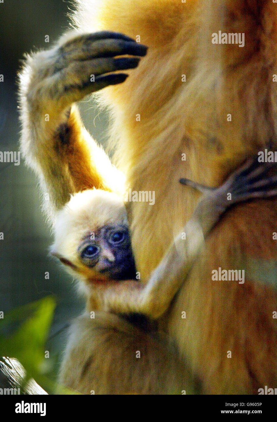 A baby buff-cheeked gibbon called Cheeky, born on February 7, clings to ...