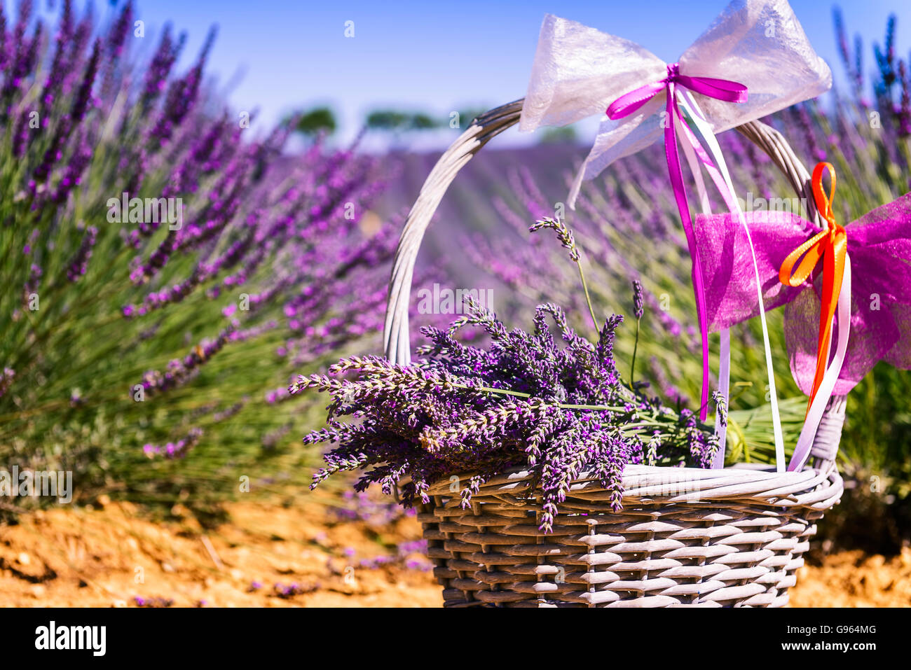 Lavender square decoration hi-res stock photography and images - Alamy