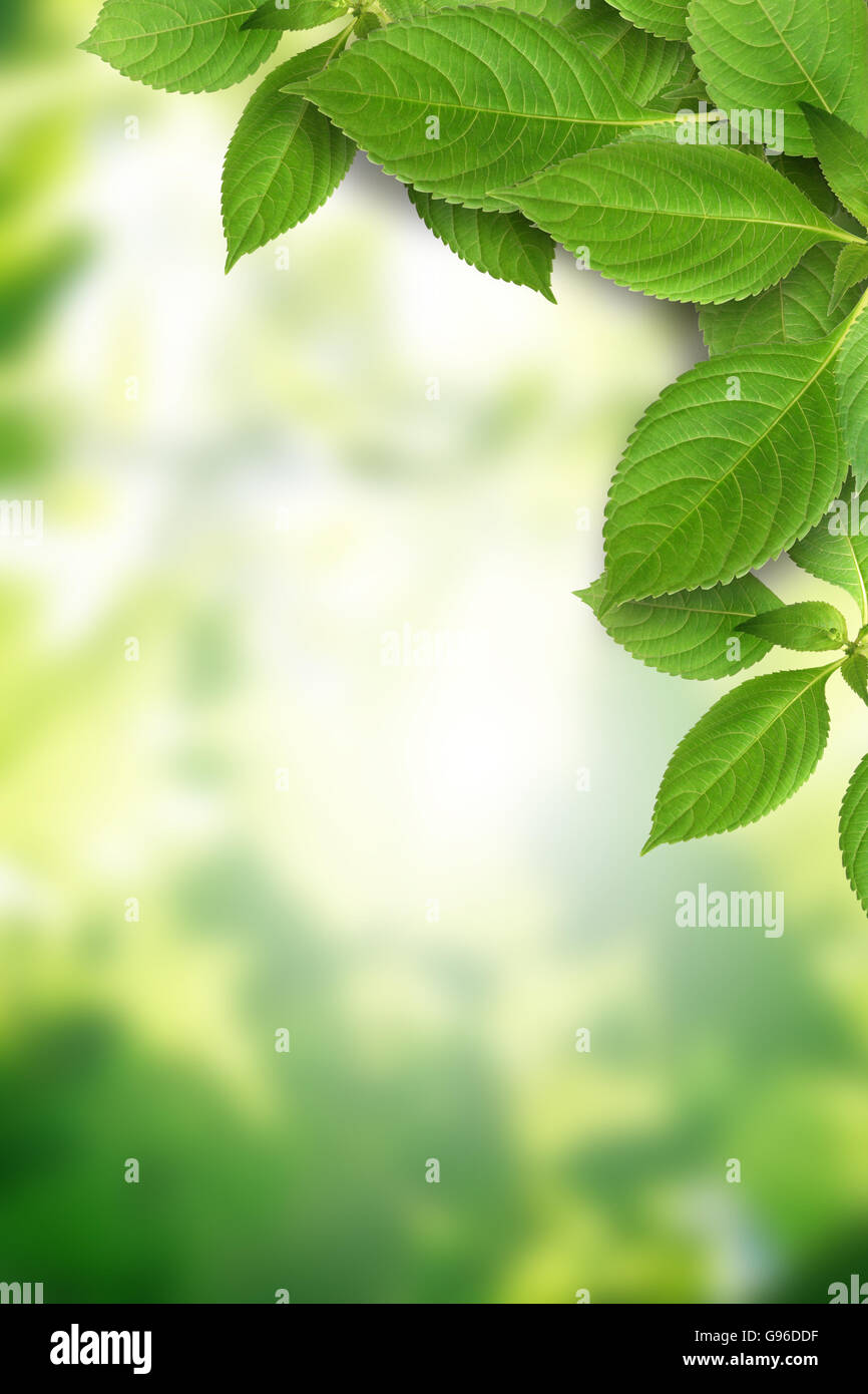 Nice picture frame made from green leaves against sunlight Stock Photo ...