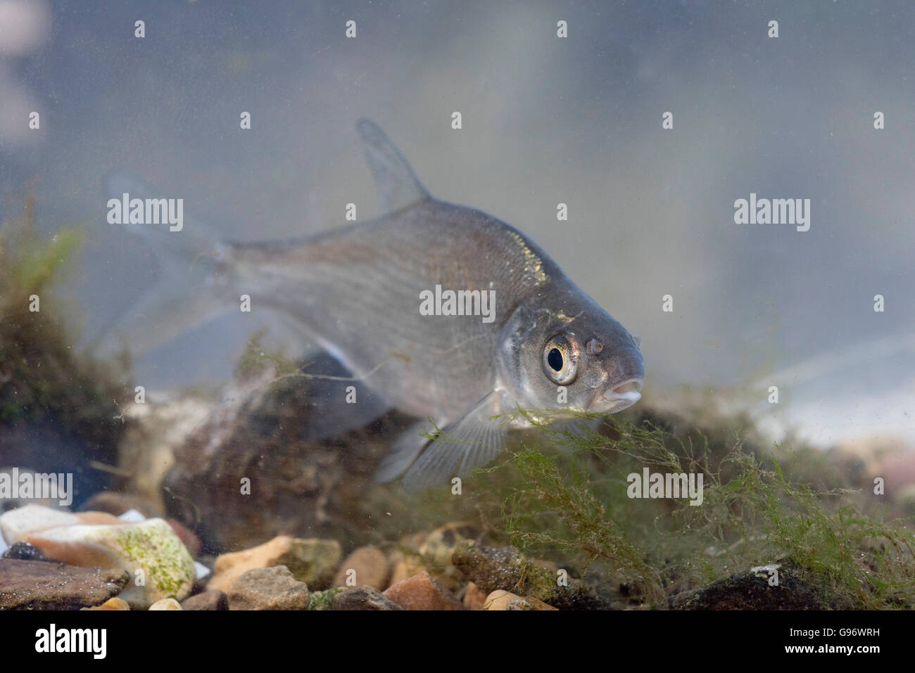 Freshwater bream hi-res stock photography and images - Alamy