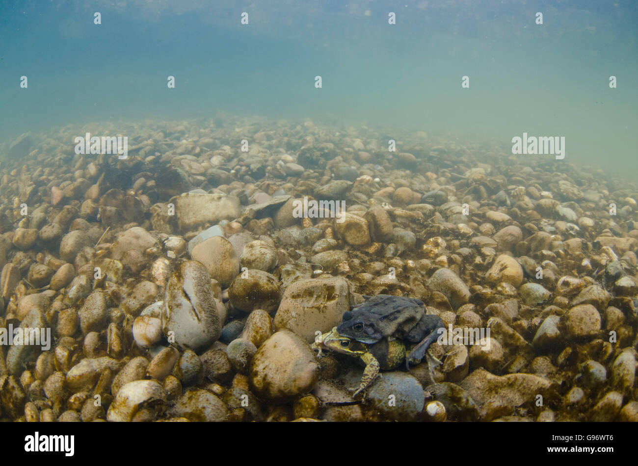 Marsh Frogs Underwater Kent Stock Photo - Alamy