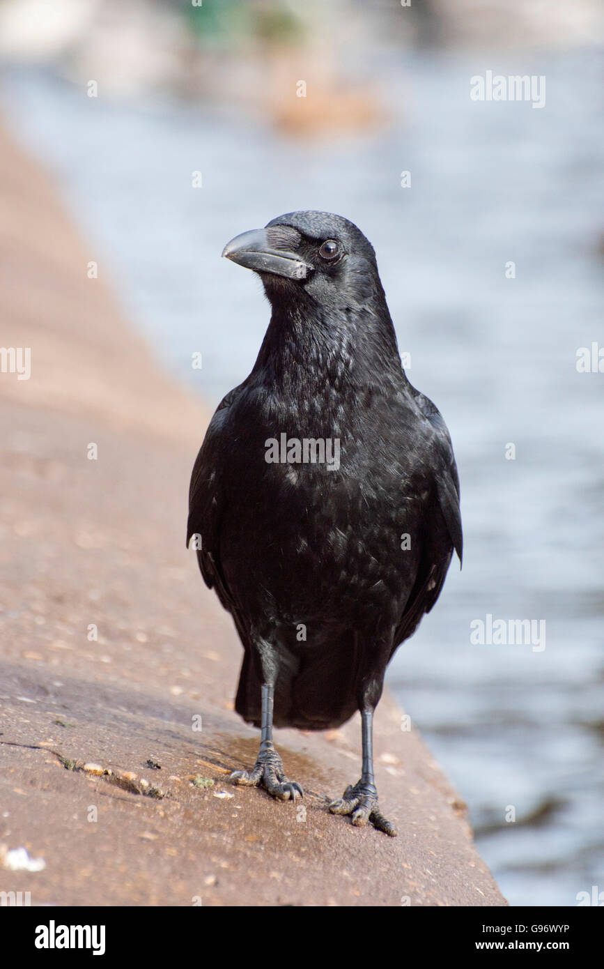 Single carrion crow hi-res stock photography and images - Alamy