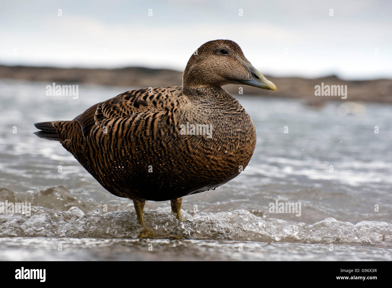 Eider female hi-res stock photography and images - Alamy