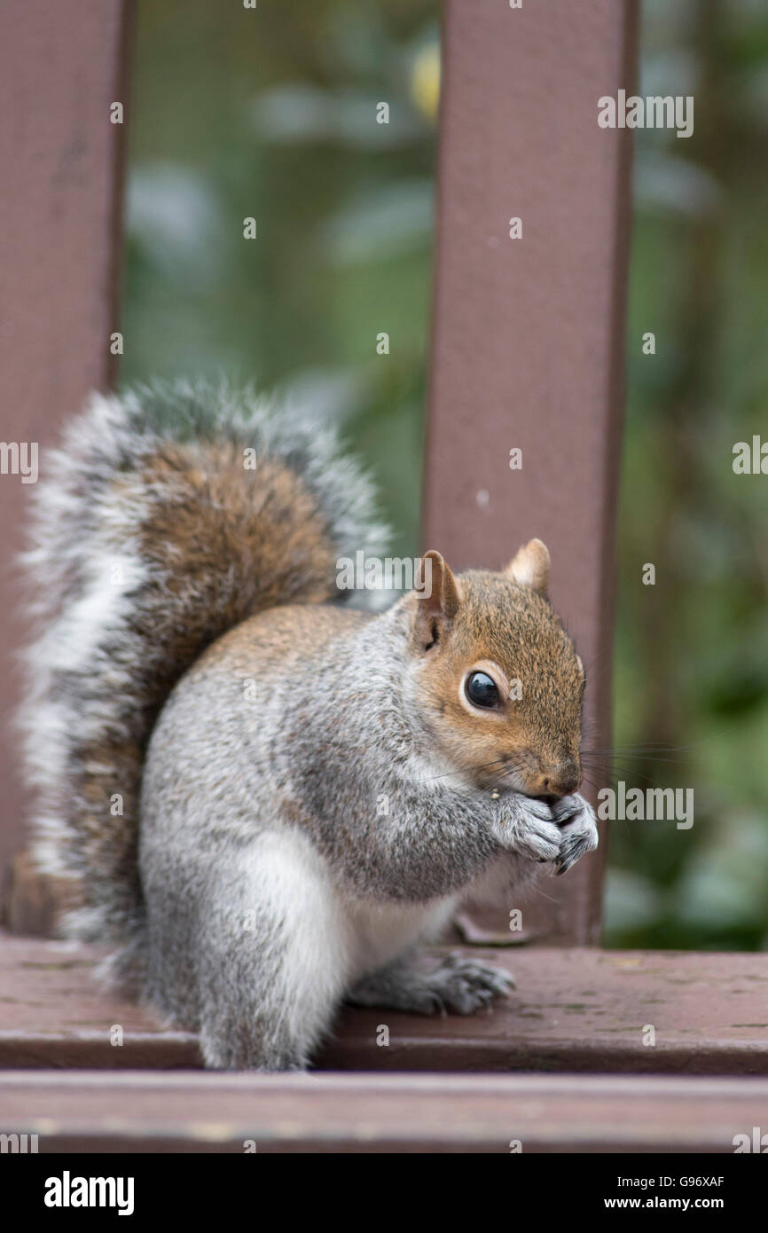 Fat grey squirrel hi-res stock photography and images - Alamy