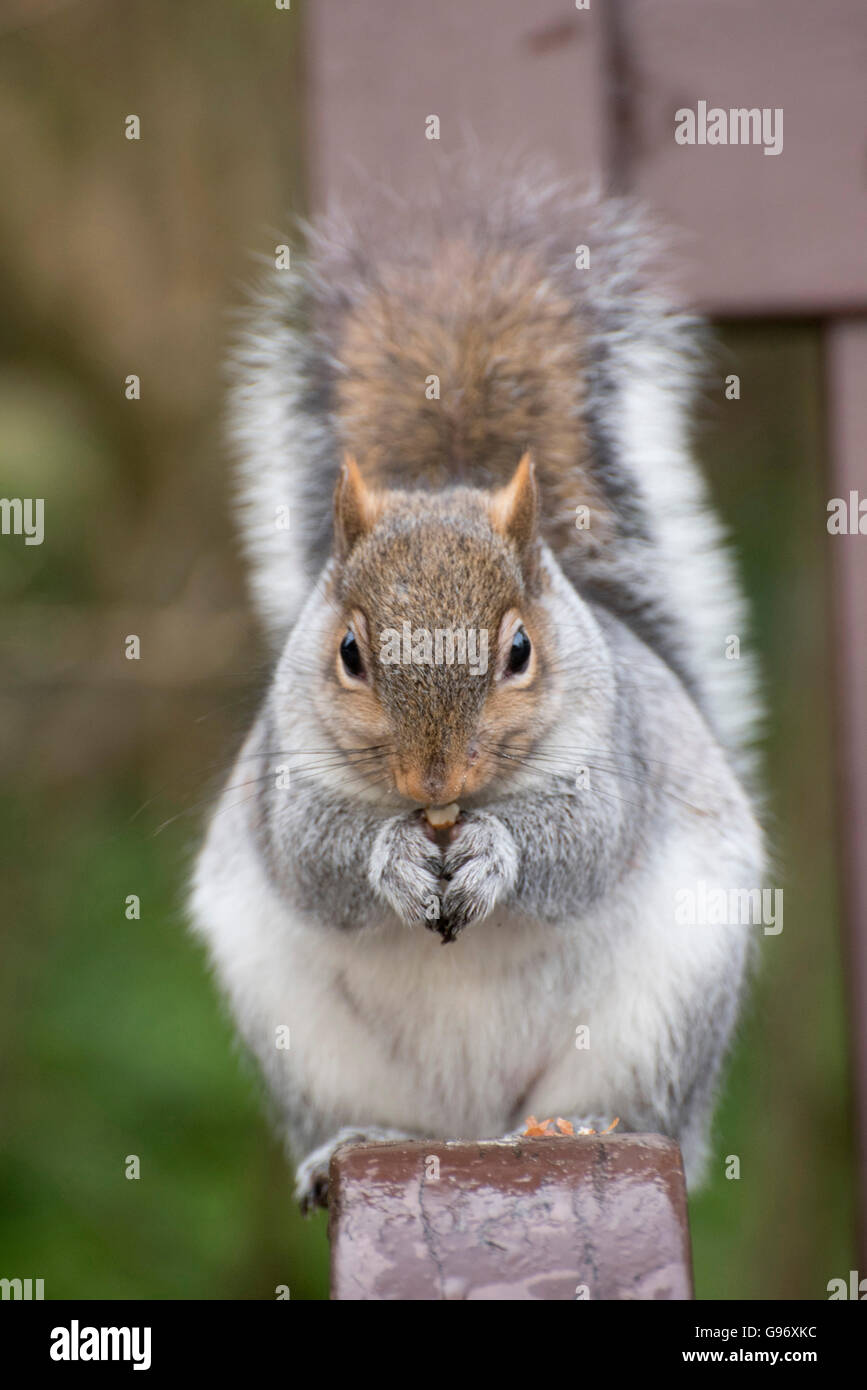 Fat grey squirrel hi-res stock photography and images - Alamy