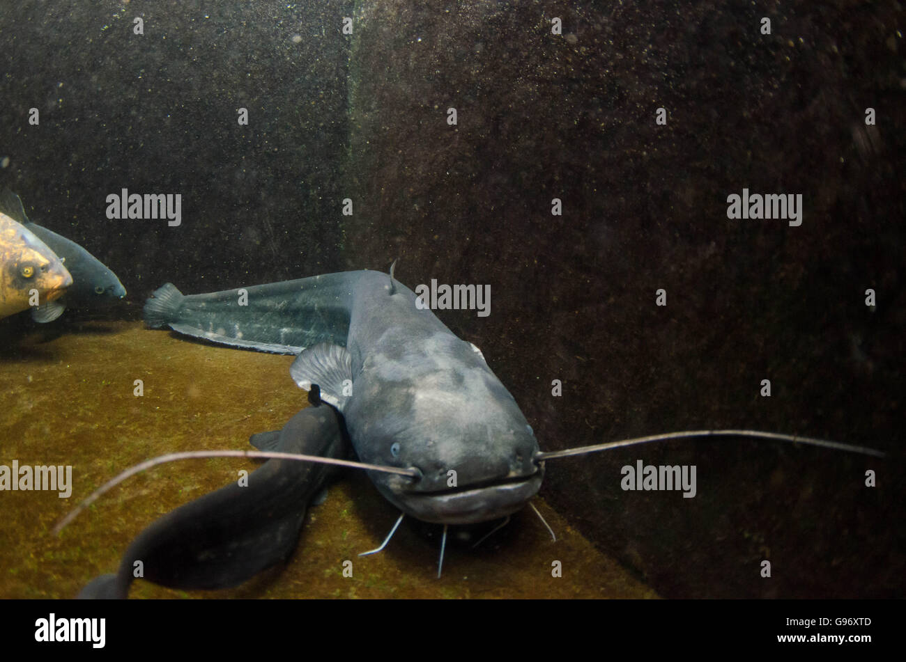 Wels catfish hi-res stock photography and images - Alamy