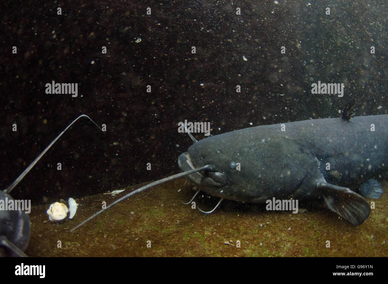 Wels catfish hi-res stock photography and images - Alamy