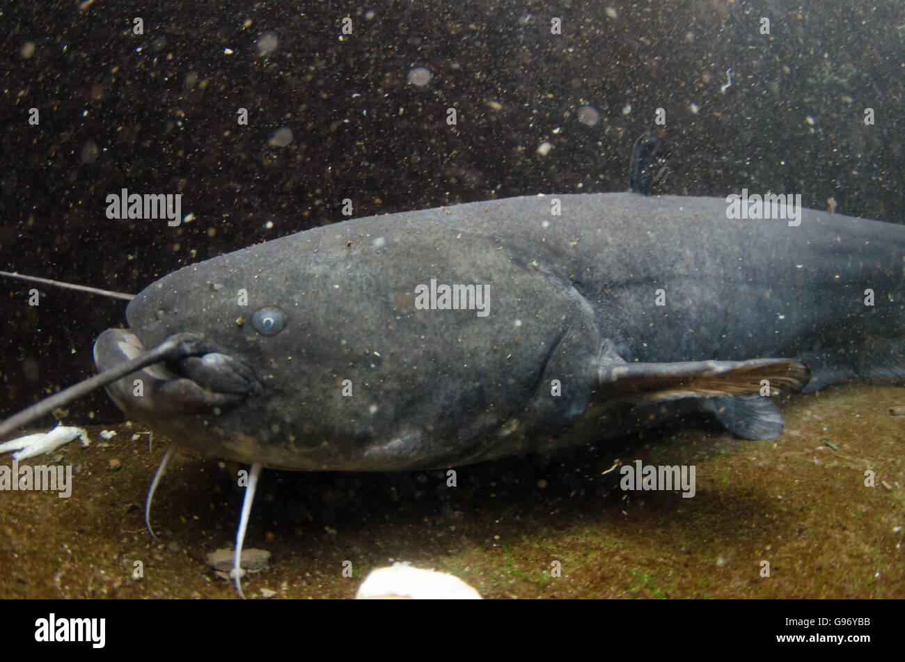 Wels catfish uk hi-res stock photography and images - Alamy