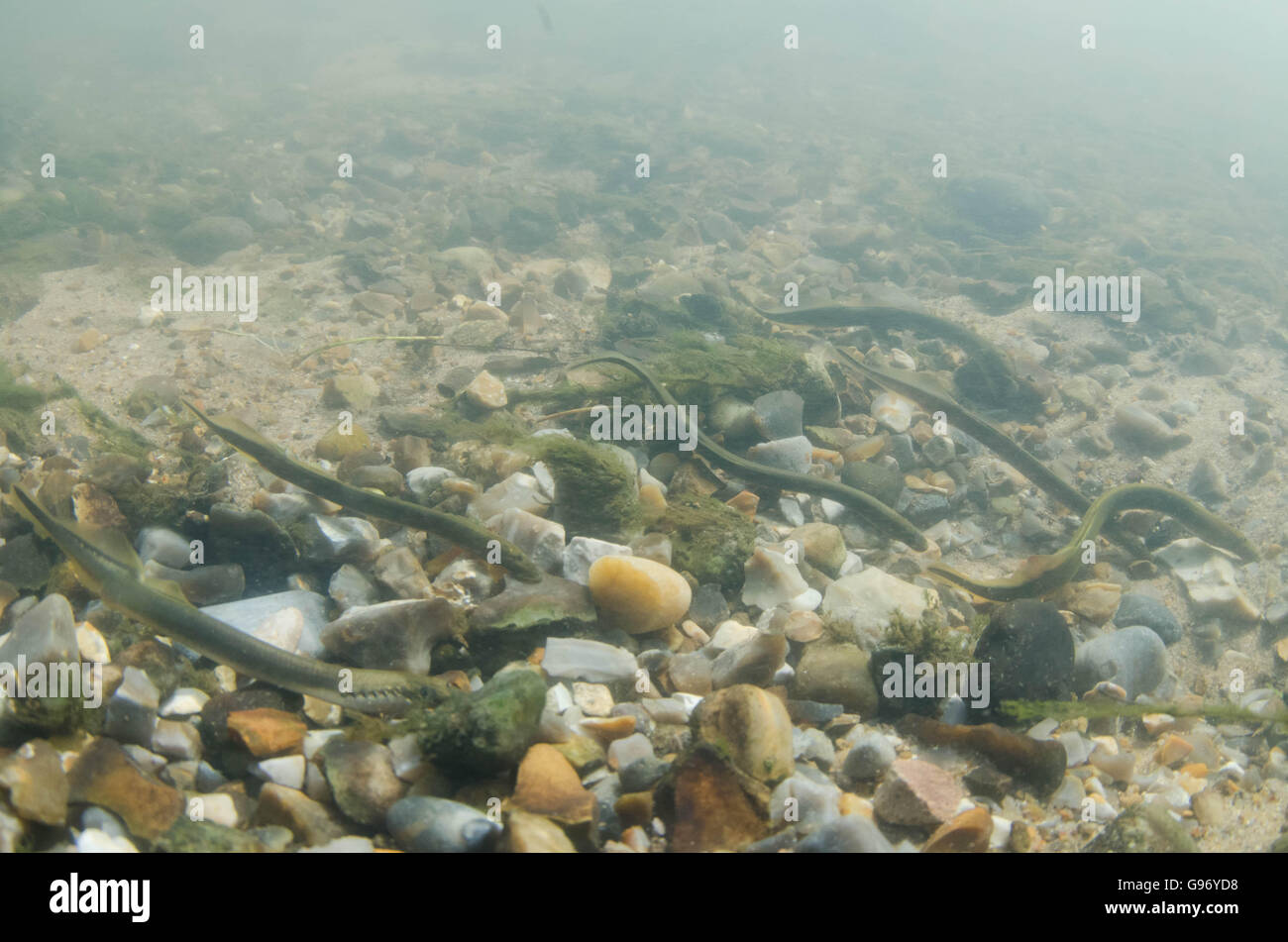 Brook Lamprey Breeding UK Stock Photo - Alamy