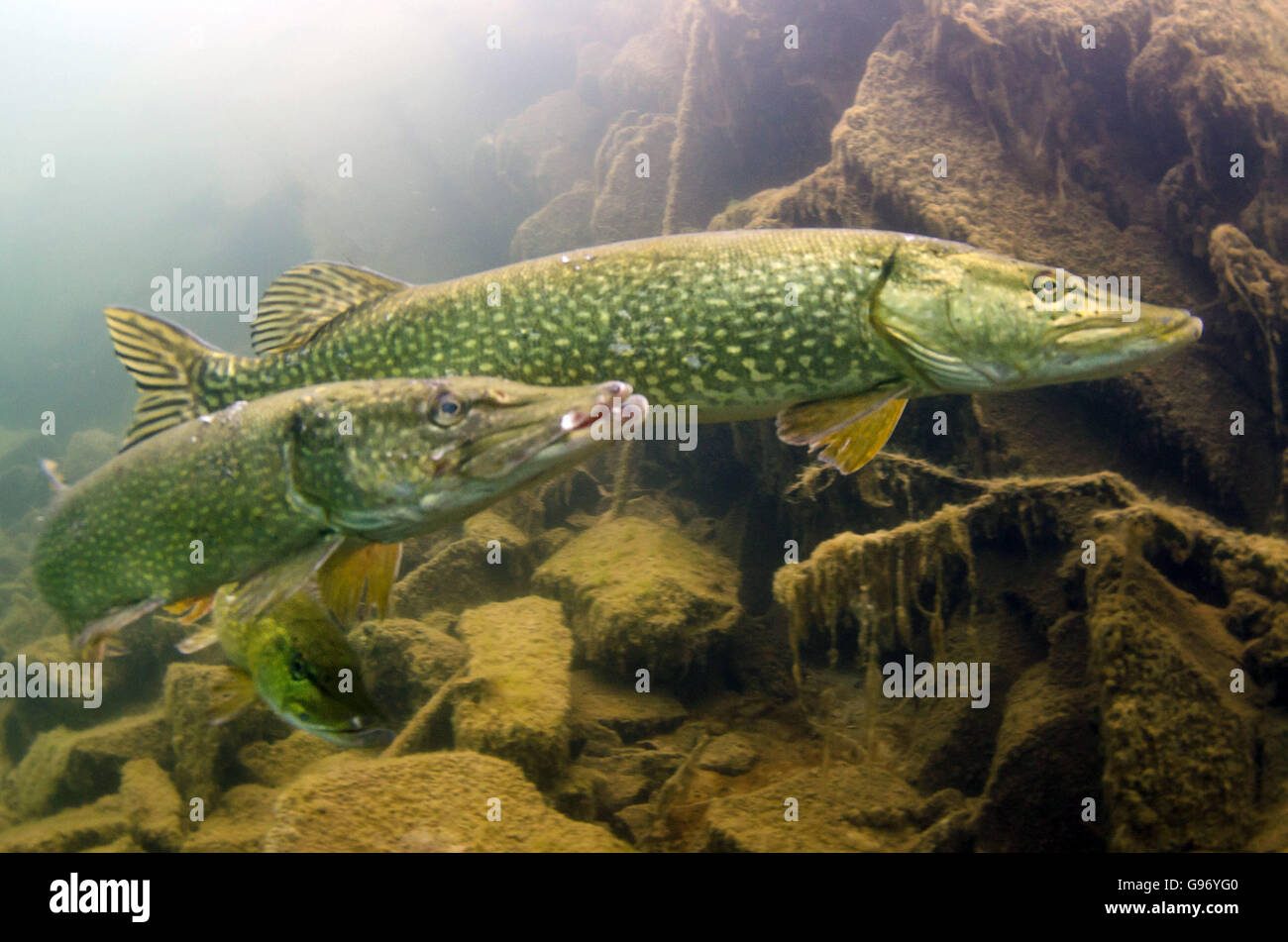 Fish spawning pond hi-res stock photography and images - Alamy