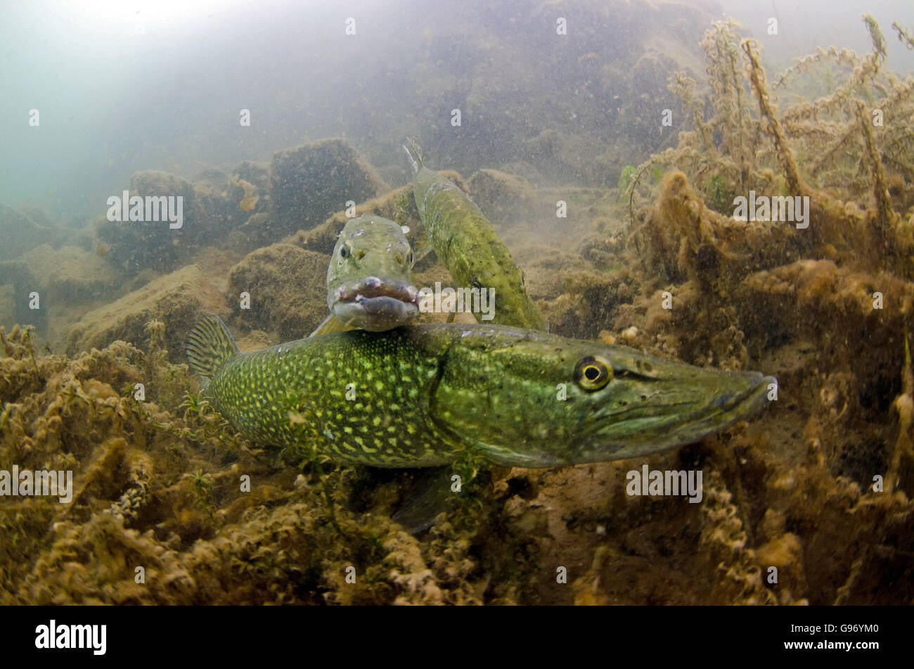 Stoney cove underwater hi-res stock photography and images - Alamy