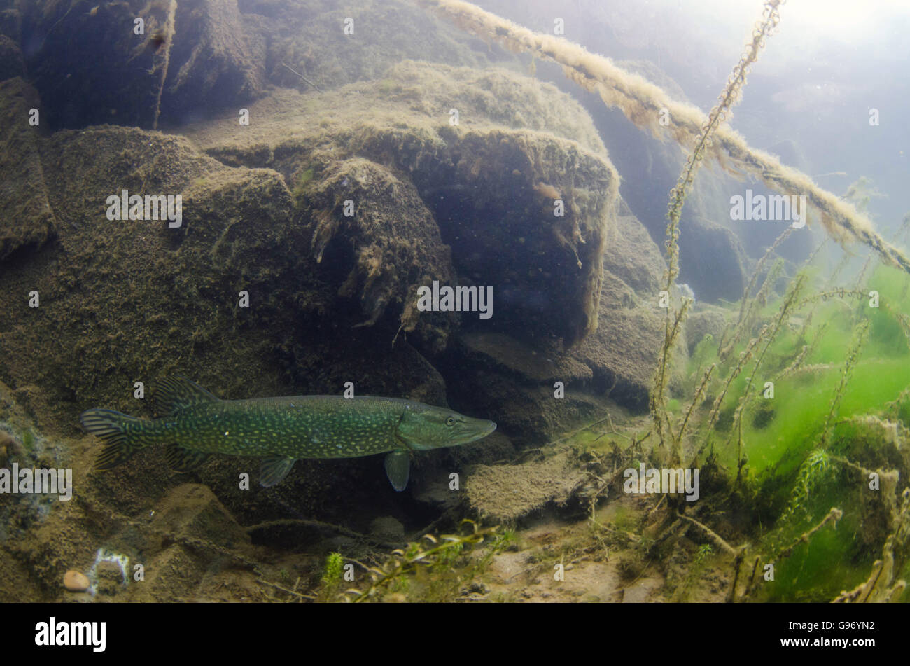 Underwater fish spawning hi-res stock photography and images - Alamy
