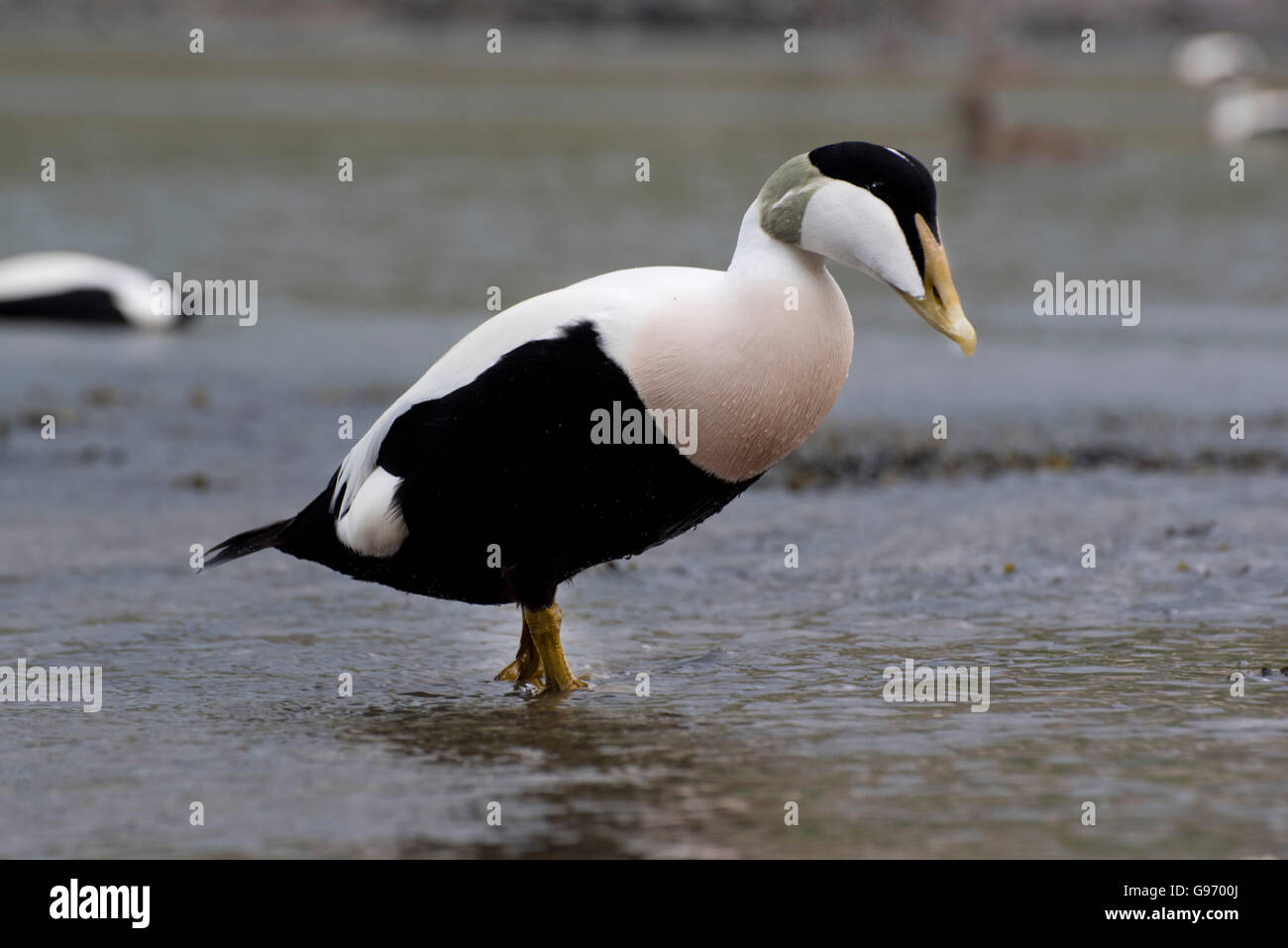 Eider seahouses hi-res stock photography and images - Alamy