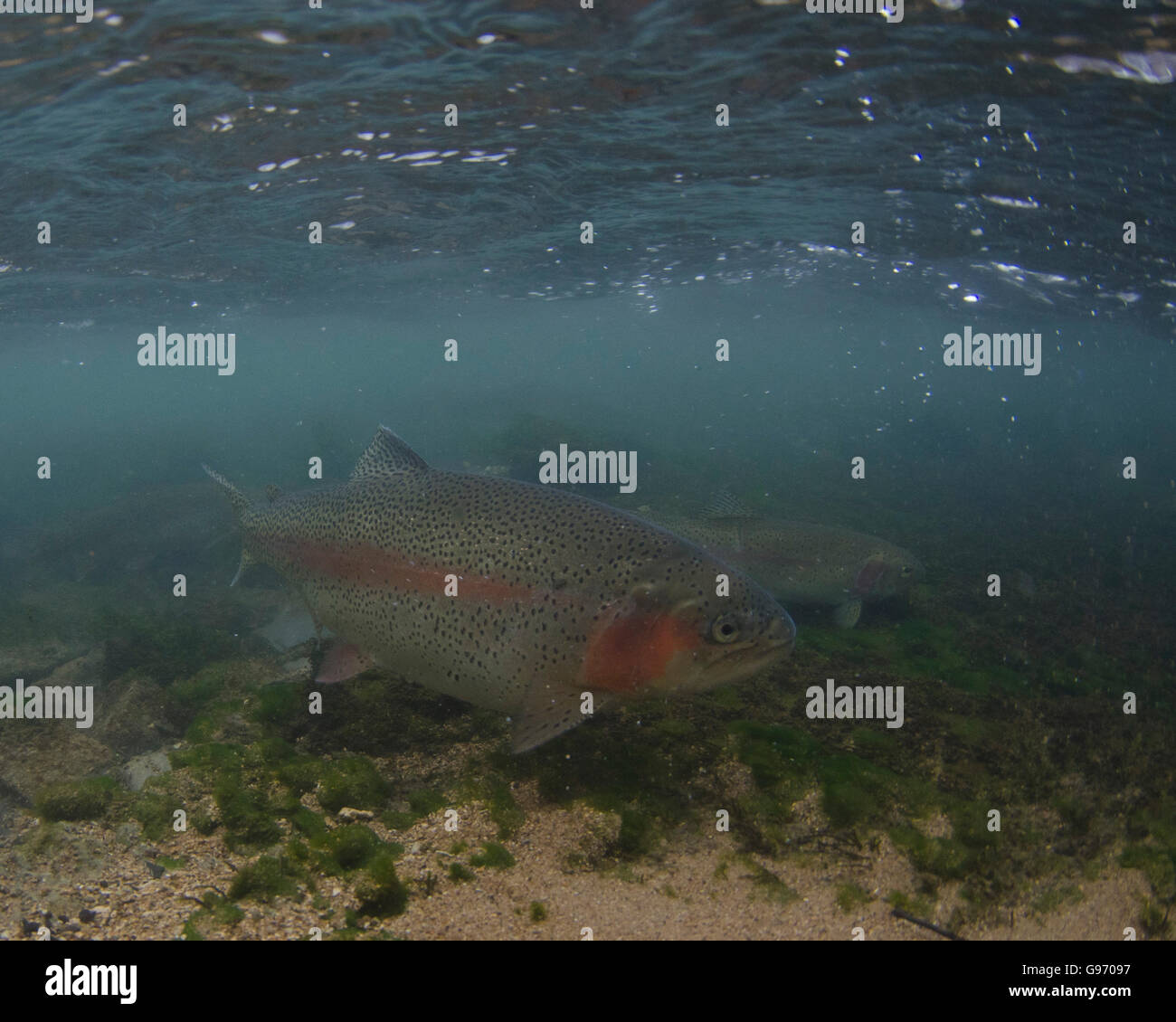 Brook trout underwater hi-res stock photography and images - Alamy