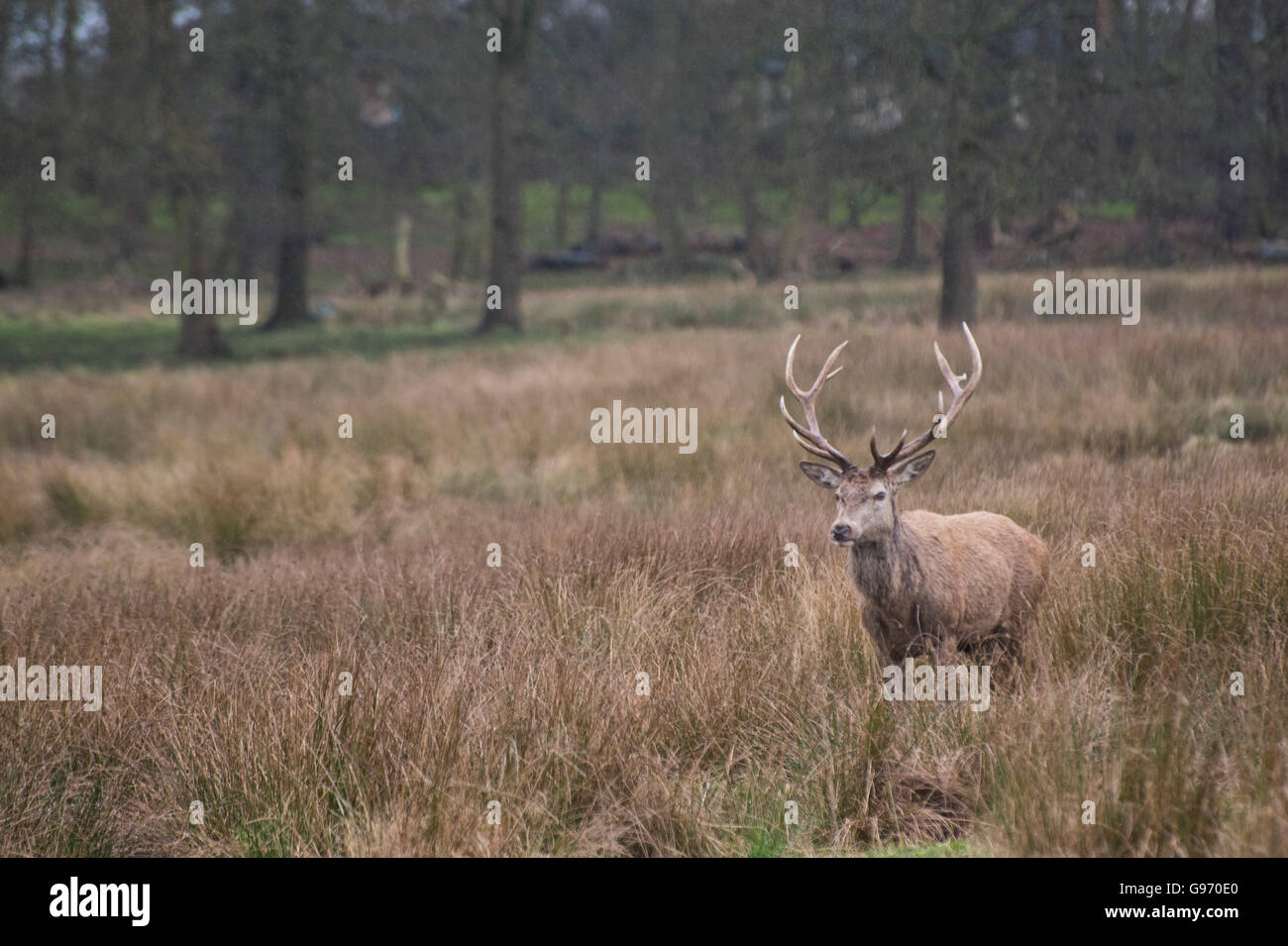 Front facing deer hi-res stock photography and images - Alamy