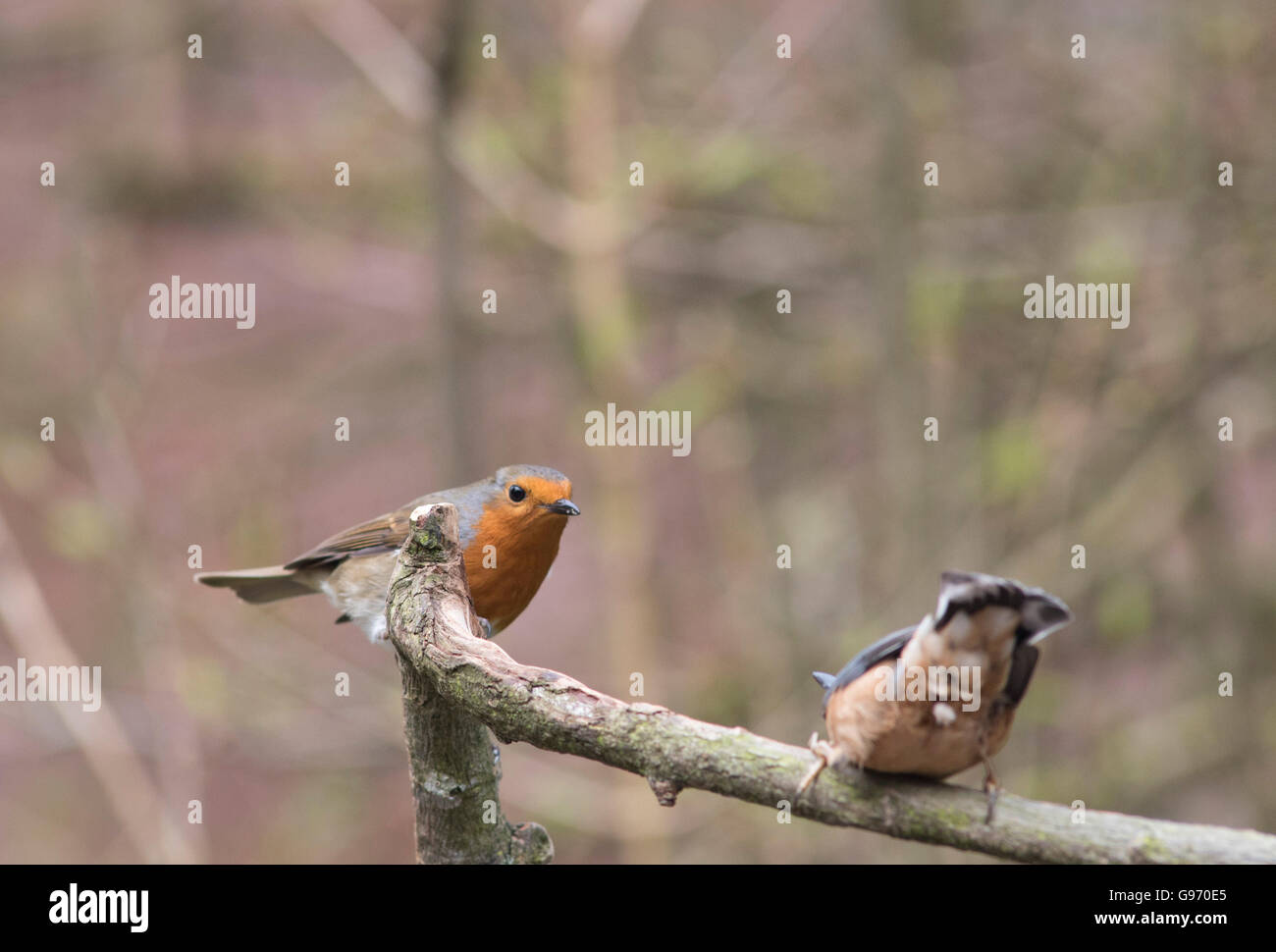 Robin fighting hi-res stock photography and images - Alamy