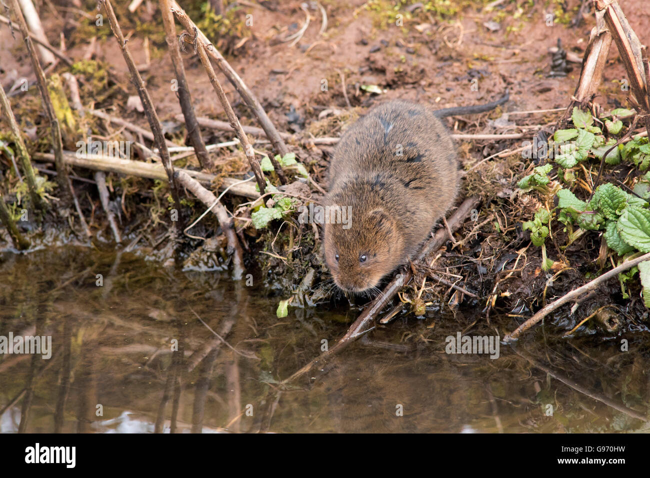 Water vole near edge of river Stock Photo - Alamy