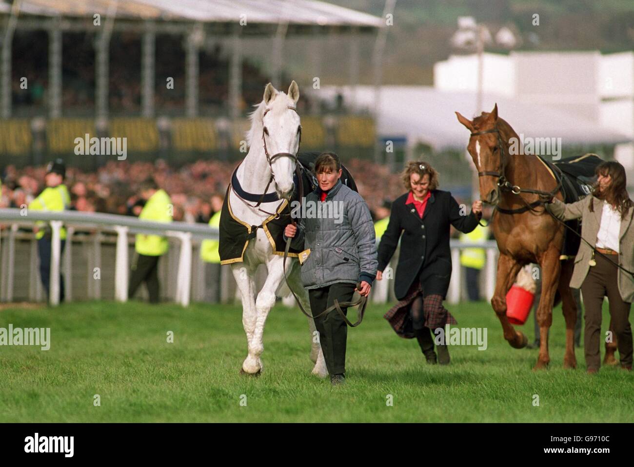 Horse Racing - Cheltenham Festival Stock Photo - Alamy