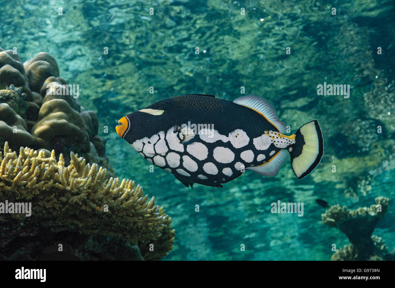 Clown triggerfish, Balistoides conspicillum, swimming over coral reef ...