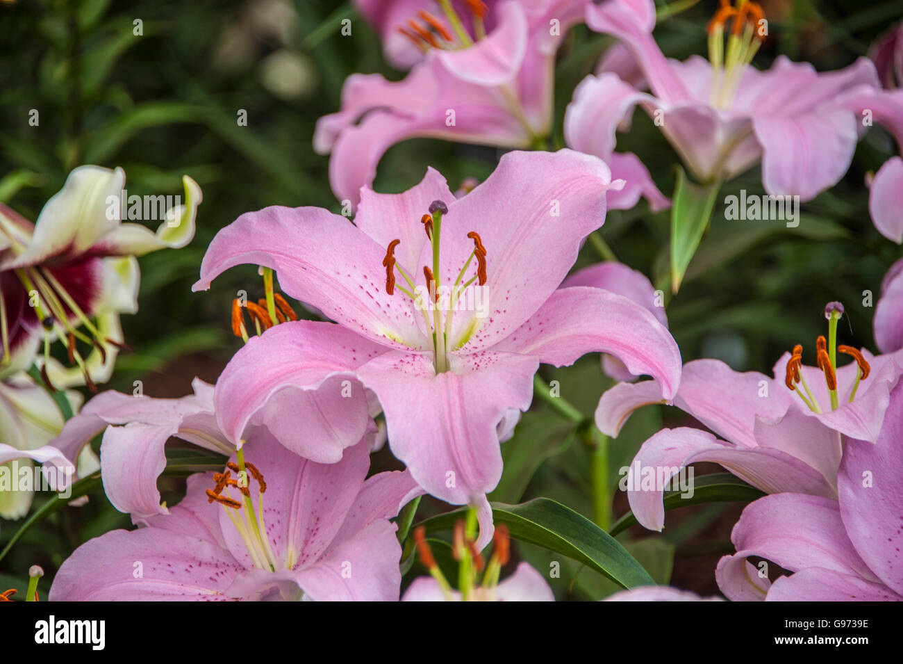 Beautiful light pink Oriental Lily Stock Photo - Alamy