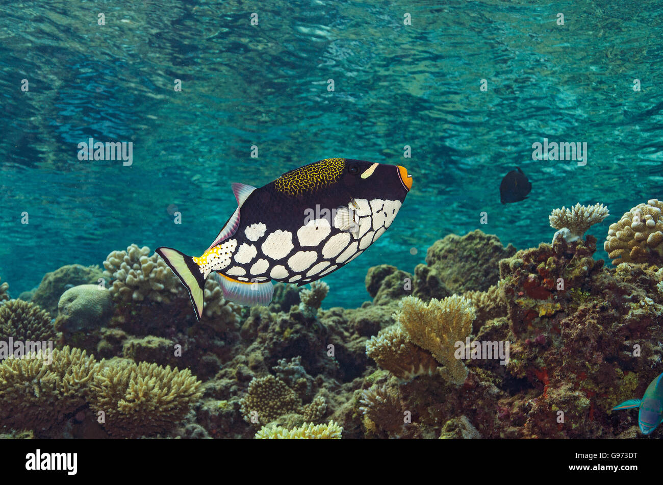 Clown triggerfish, Balistoides conspicillum, swimming over coral reef ...