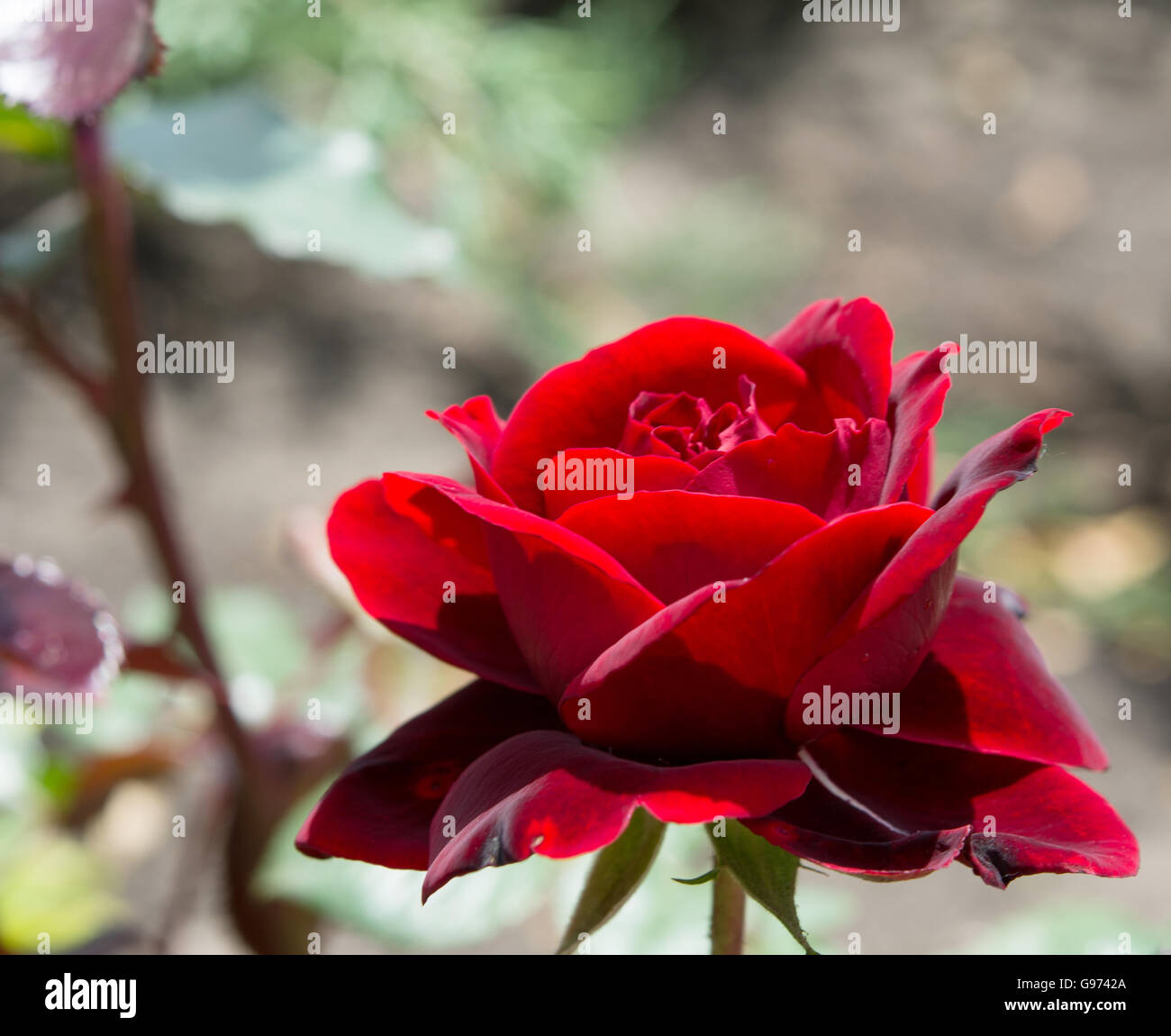 Rose ga hi-res stock photography and images - Alamy