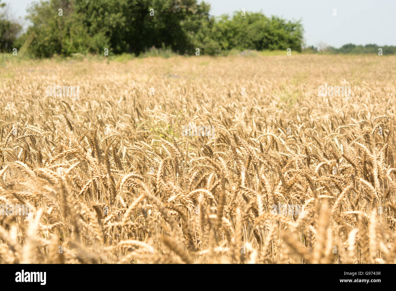 big wheat field in the wind Stock Photo - Alamy