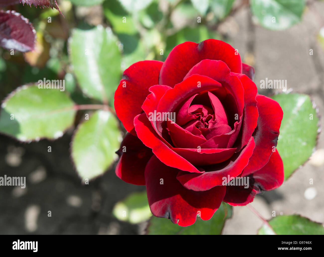 Bud of a beautiful red rose Stock Photo - Alamy