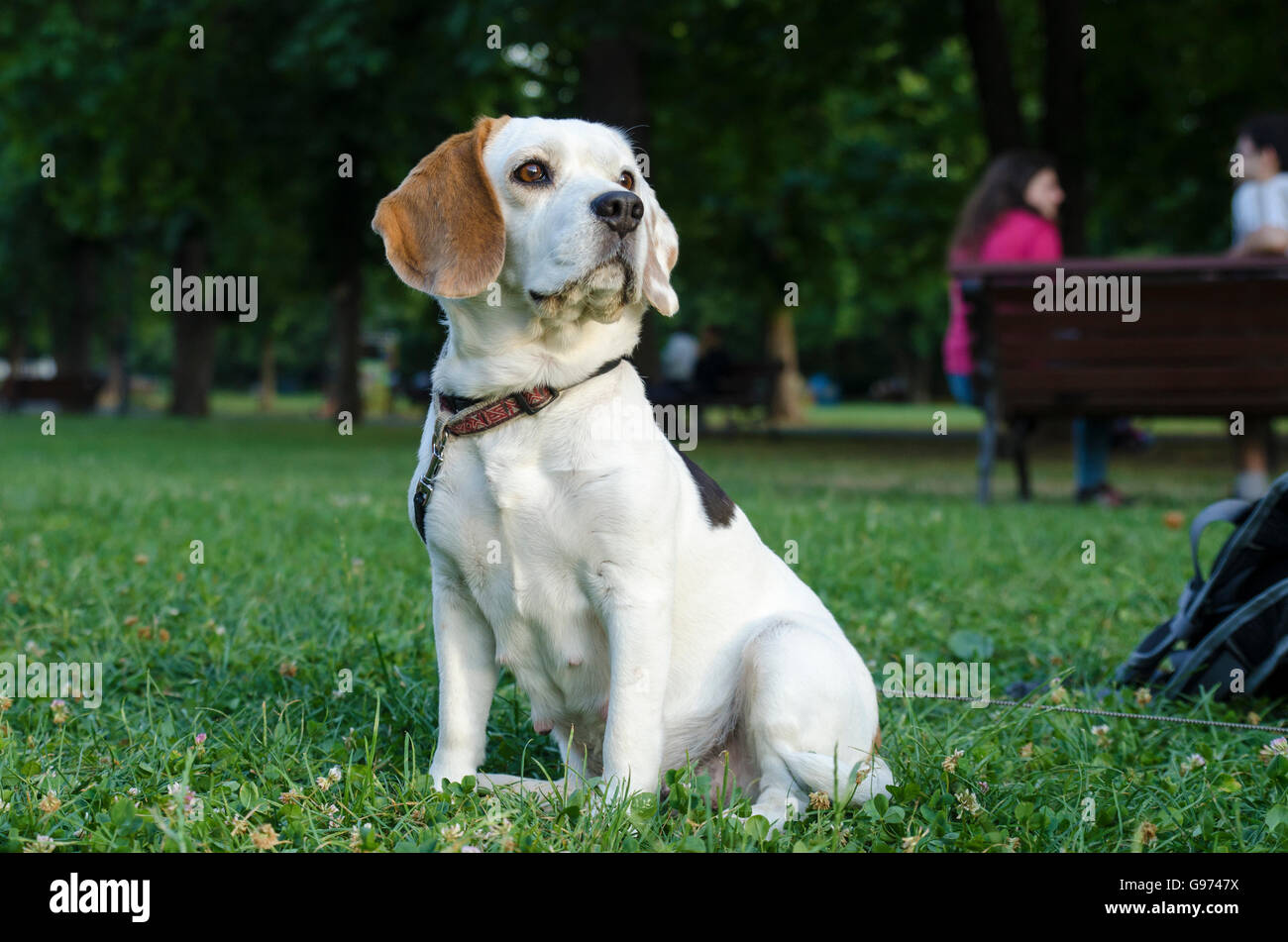 Female beagle on a lawn in a park Stock Photo - Alamy