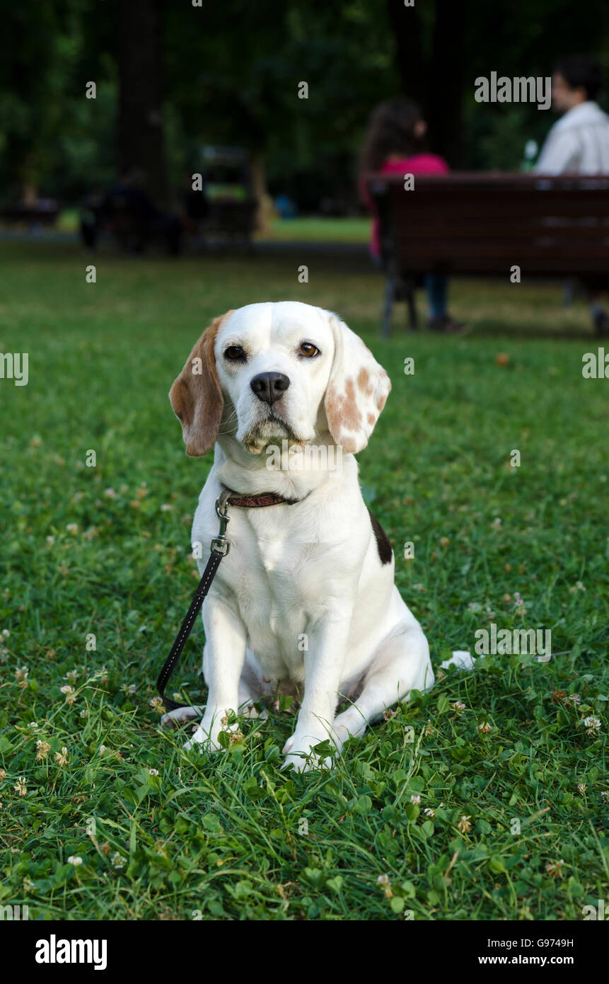 Female beagle waiting for a walk in a park Stock Photo - Alamy