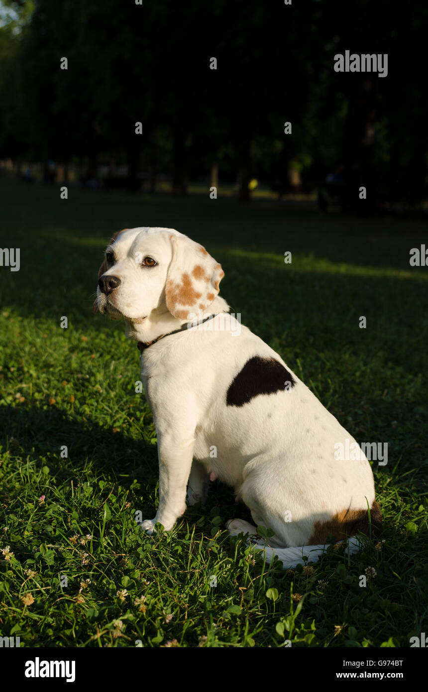 Female beagle waiting for her owner Stock Photo - Alamy