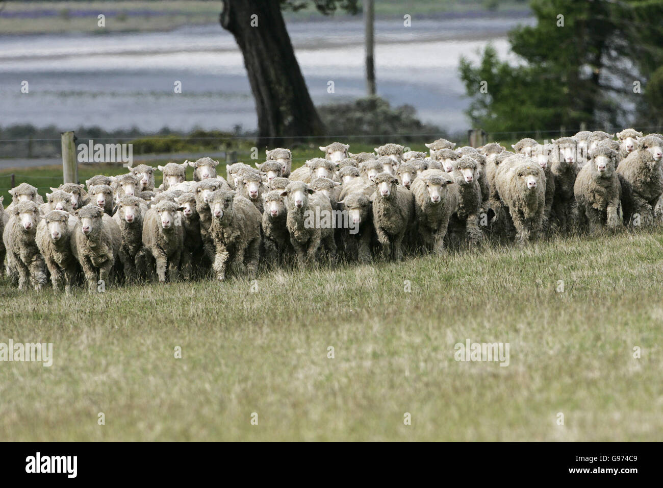 Sheep station new zealand hi-res stock photography and images - Alamy