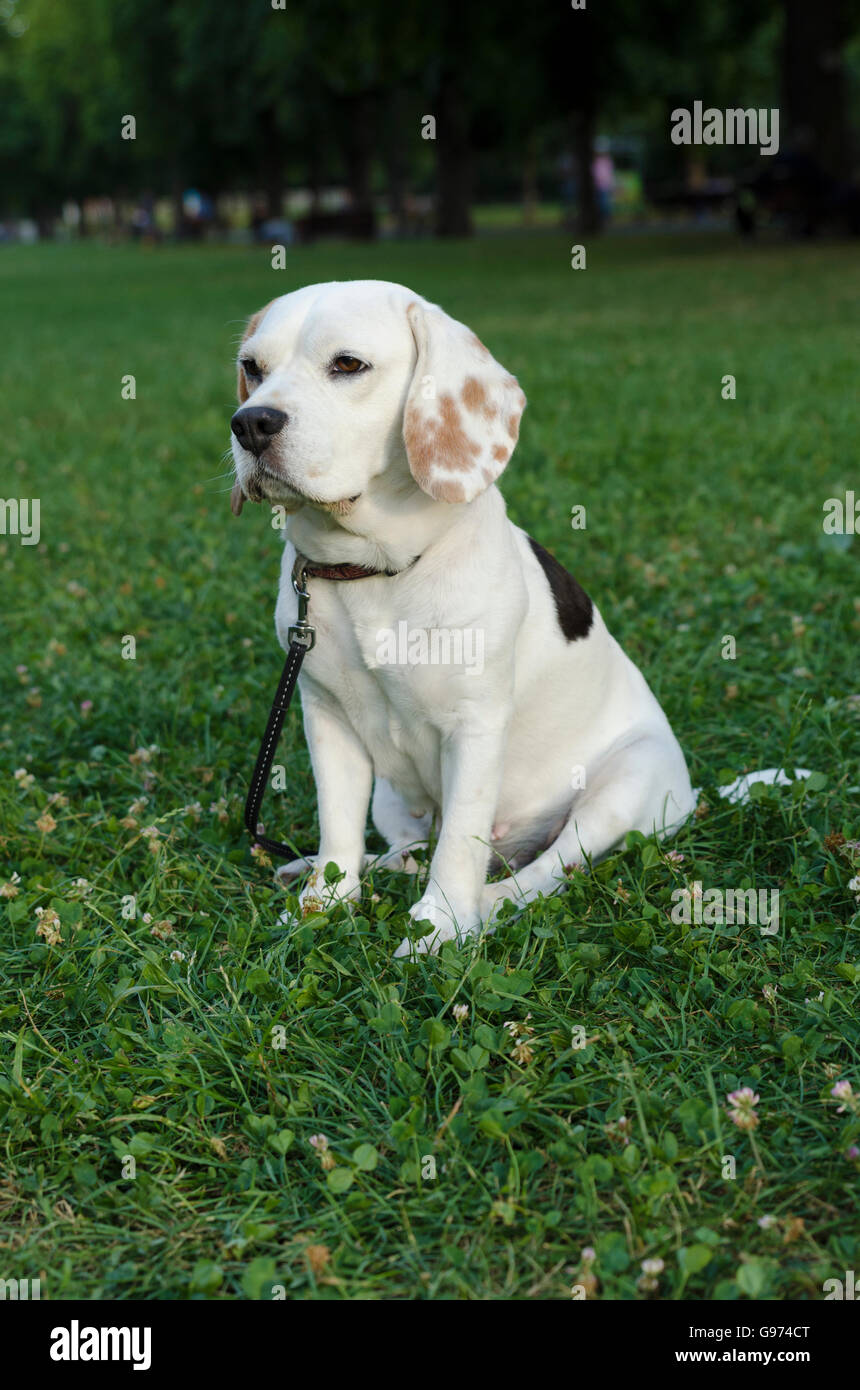 Sad female beagle waiting in a park Stock Photo - Alamy