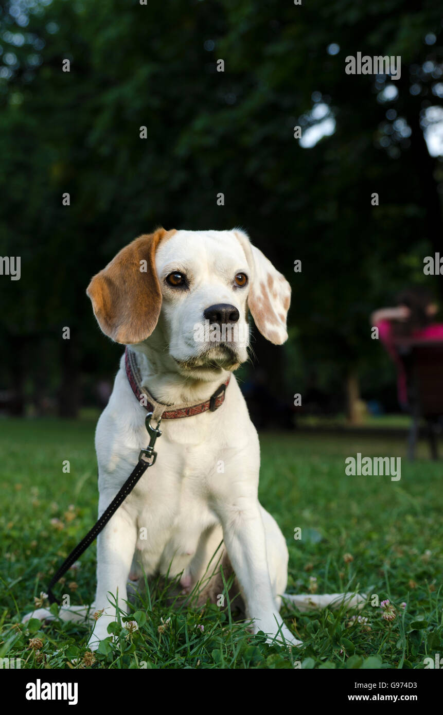 Sneaking female beagle in a park Stock Photo - Alamy