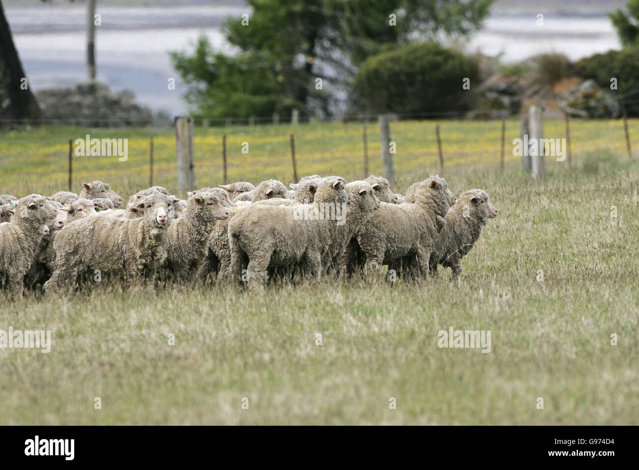 Merino sheep Cora Lynn Station Farm Wilderness Lodge New Zealand Stock ...