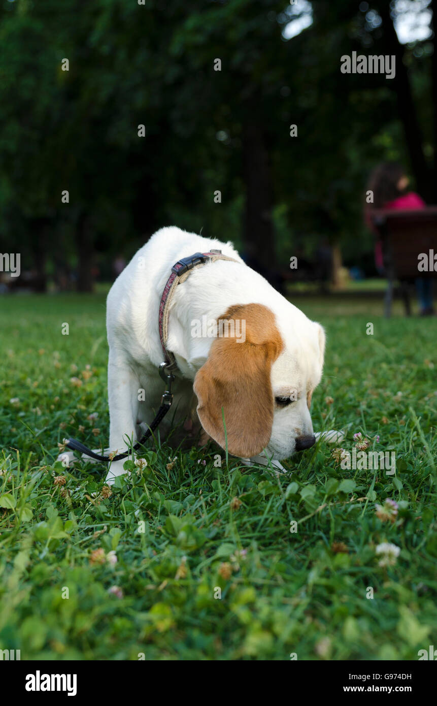 Beagle sniffing hi-res stock photography and images - Alamy