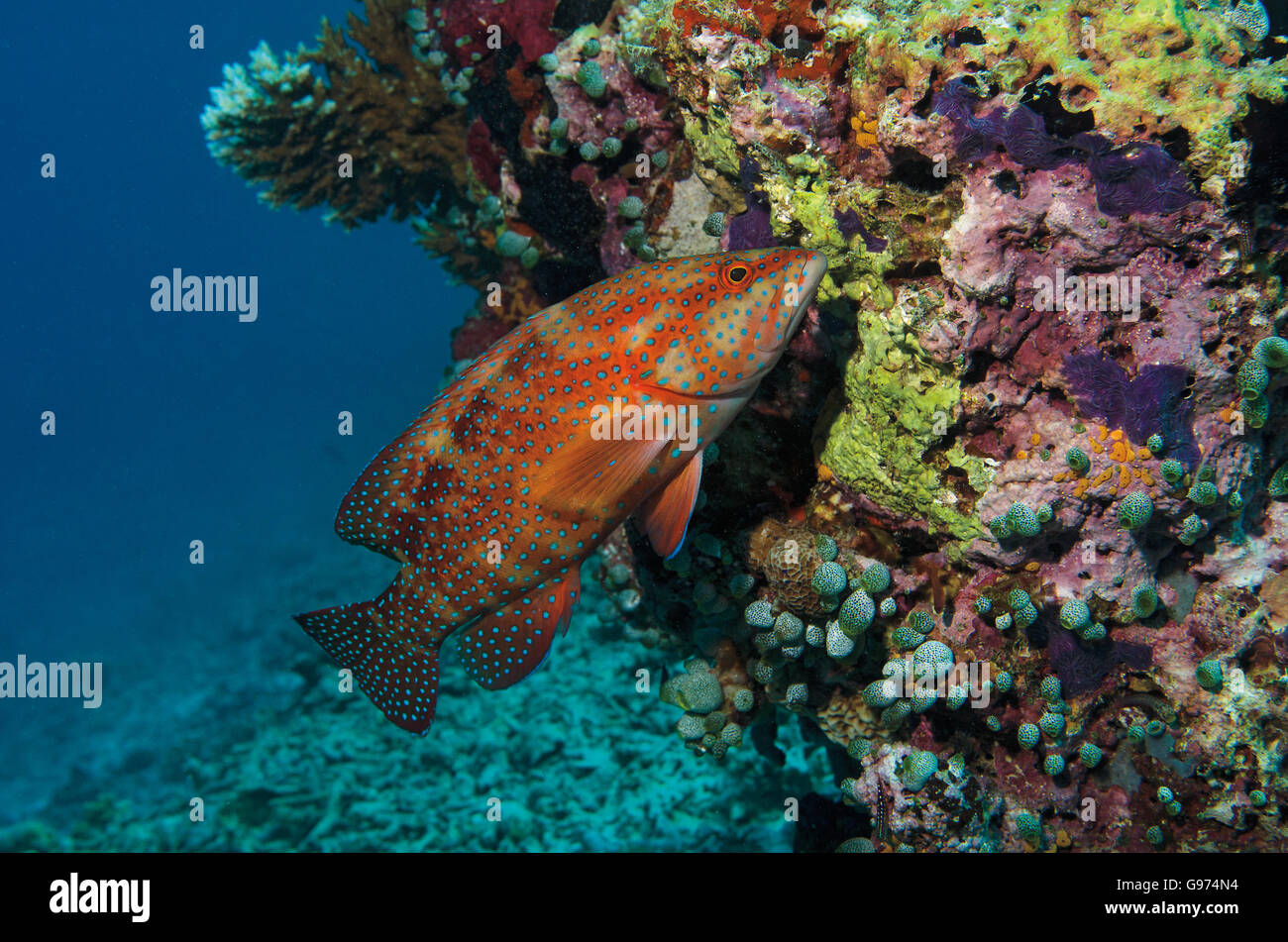 Coral Grouper, Cephalopholis miniata, on coral reef, in Bathala ...
