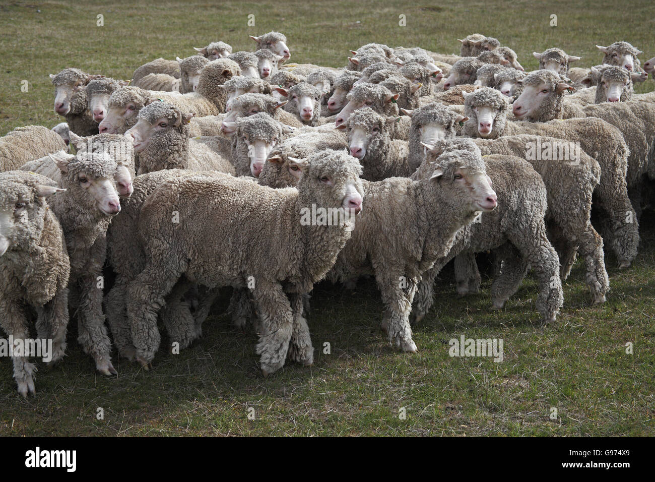 Cora lynn hi-res stock photography and images - Alamy